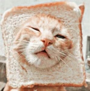 Looking for a Funny PFP? Here Are the 10 Best Ones to Use! – MeMeFlick